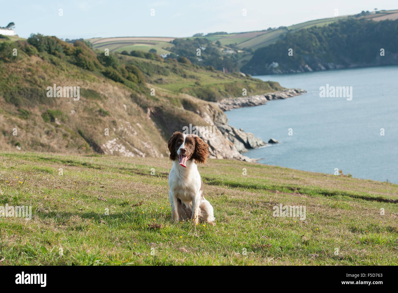 Cliff springer hi-res stock photography and images - Alamy
