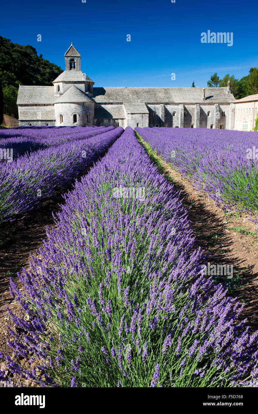 Cistercian abbey Abbaye Notre-Dame de Senanque with lavender field ...