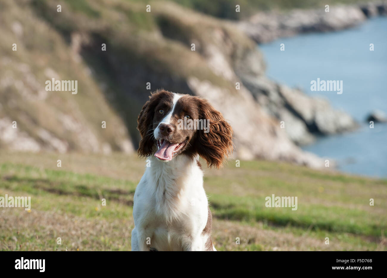 English springer spaniel dog with its tongue out hi-res stock ...