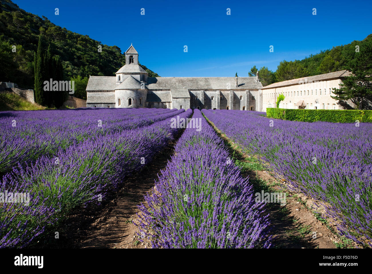 Cistercian abbey Abbaye Notre-Dame de Senanque with lavender field ...