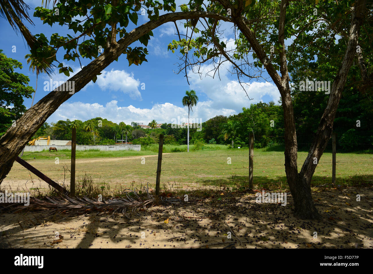 Tall palm tree. Reserva Marina Tres Palmas. Marina Beach. Ricon, Puerto ...
