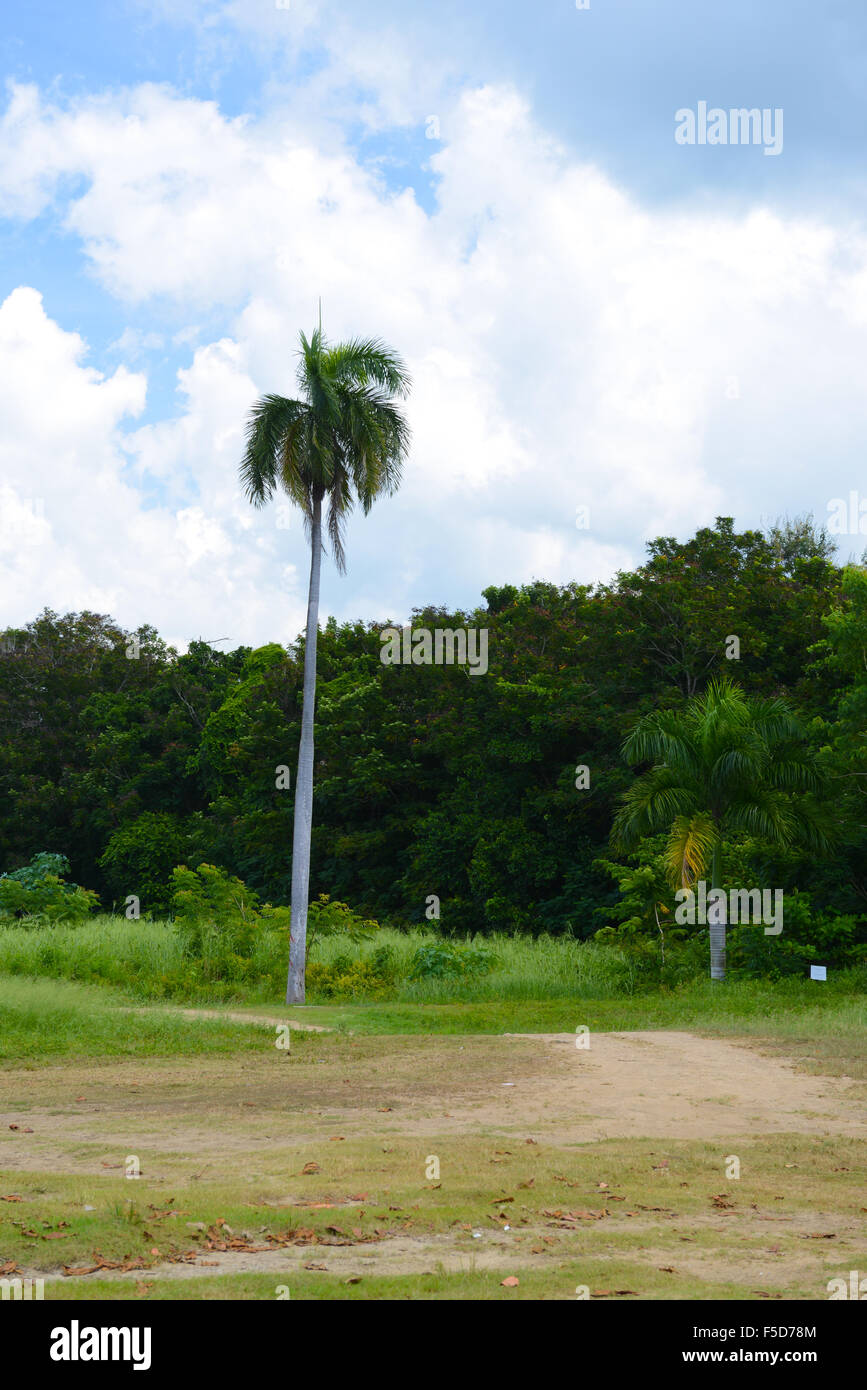 Tall palm tree at Marina Beach. Reserva Marina Tres Palmas. Ricon ...