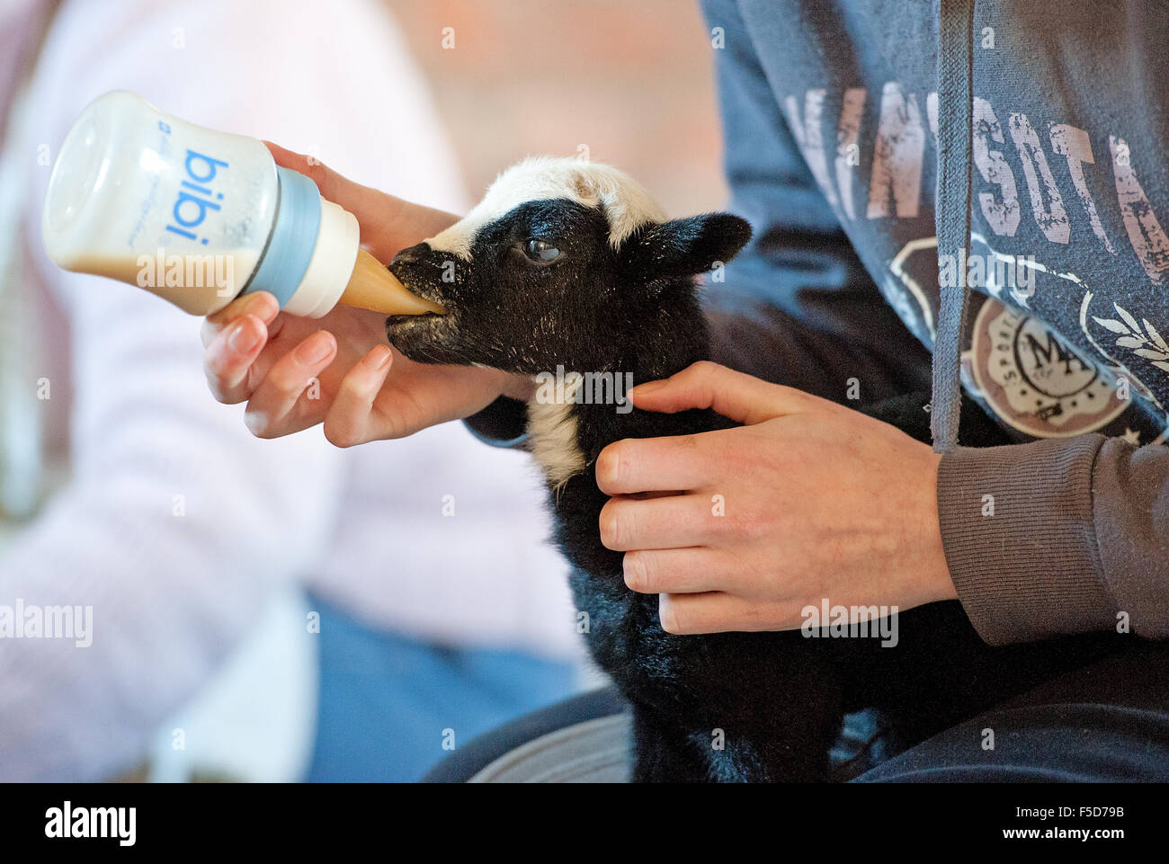Lamb being born hi-res stock photography and images - Alamy