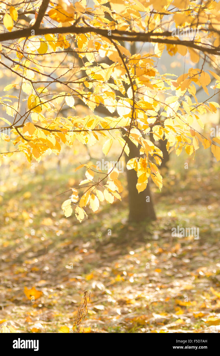 Day branch hi-res stock photography and images - Alamy