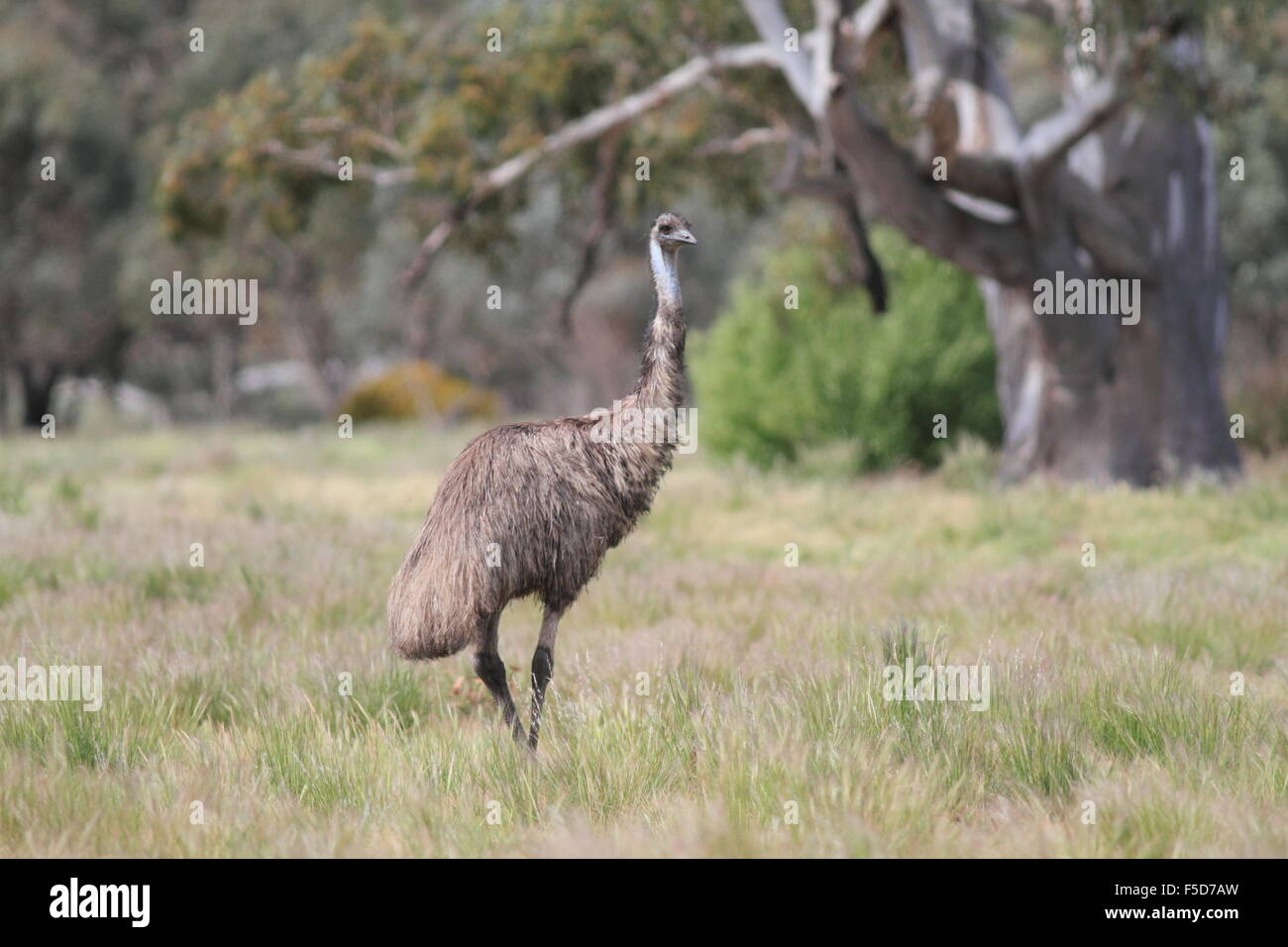 Wild emu in the Australian outback roam free Stock Photo - Alamy