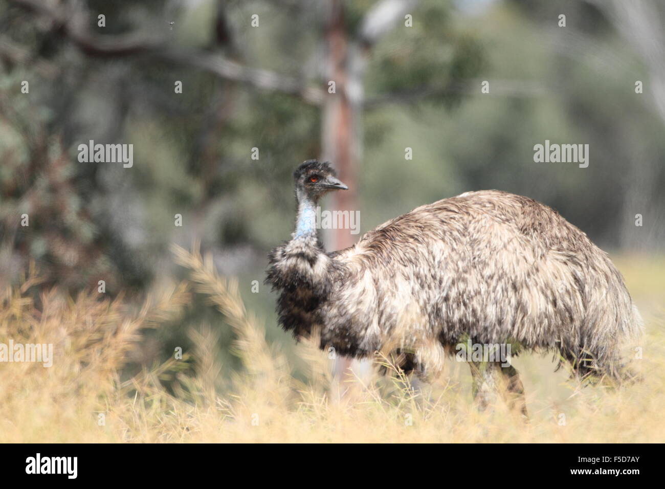 Wild emu in the Australian outback roam free Stock Photo - Alamy