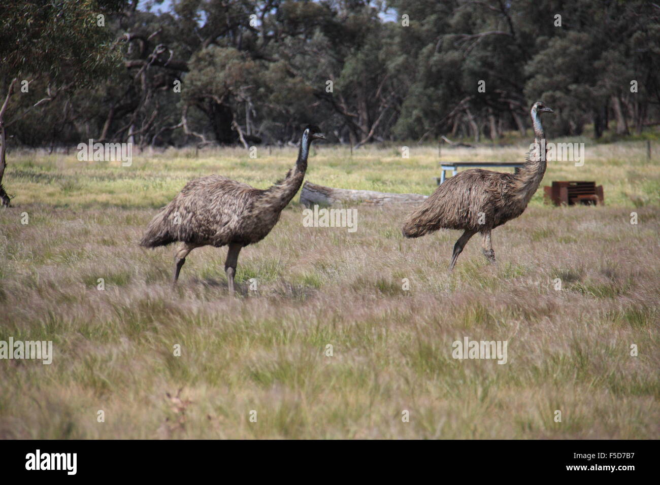 Wild emu in the Australian outback roam free Stock Photo - Alamy