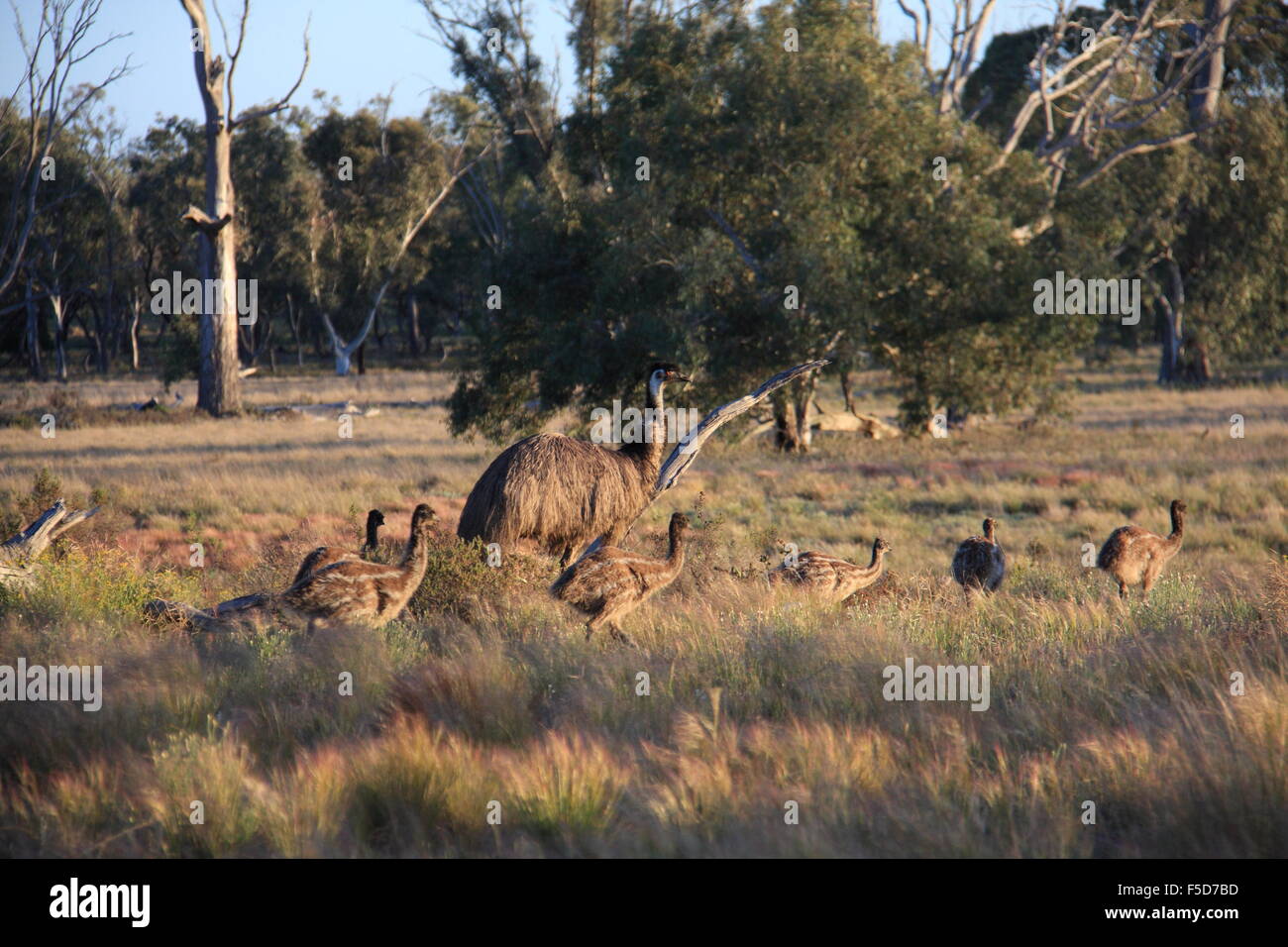 Wild emu in the Australian outback roam free Stock Photo - Alamy
