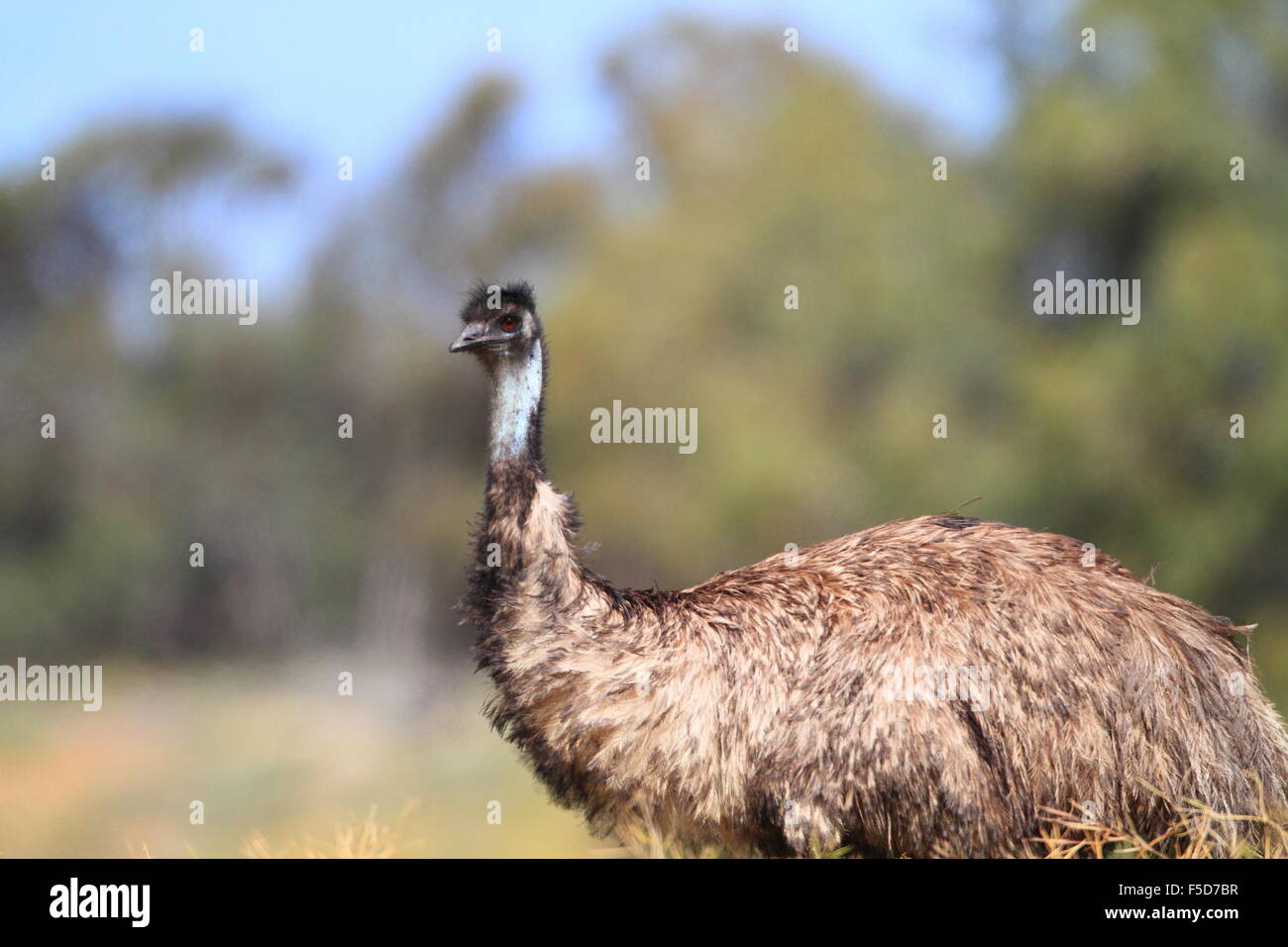 Wild emu in the Australian outback roam free Stock Photo - Alamy