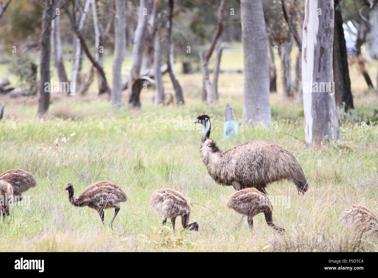 Wild emu in the Australian outback roam free Stock Photo - Alamy