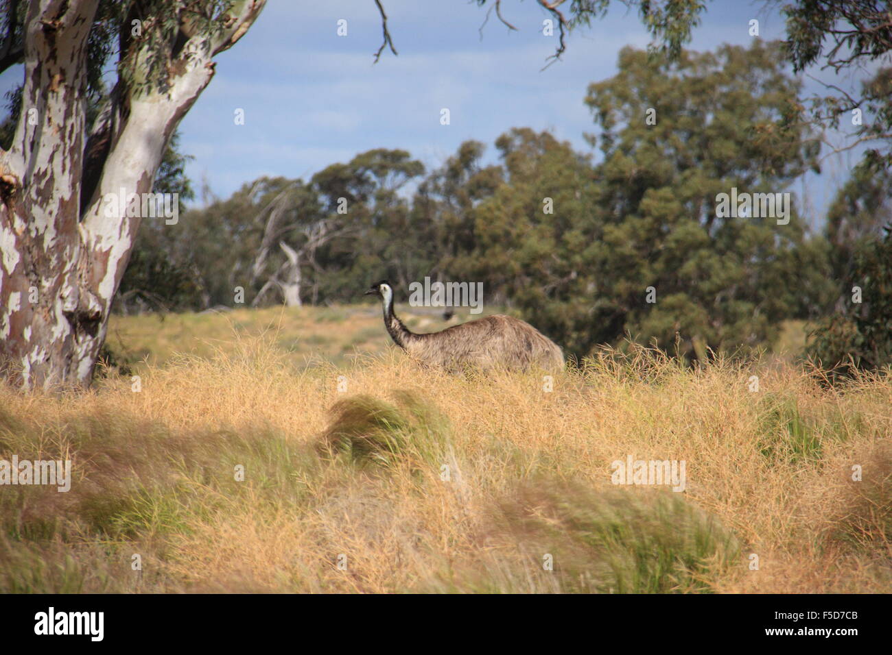 Wild emu in the Australian outback roam free Stock Photo - Alamy