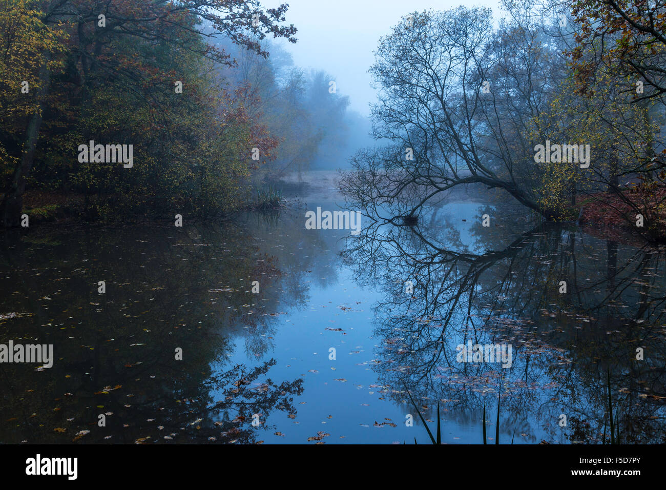 Strawberry Hill Pond in Epping Forest at daybreak on Foggy Autumn ...