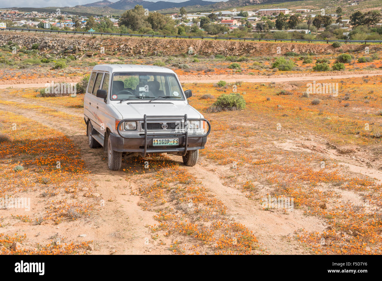 GARIES, SOUTH AFRICA - AUGUST 13, 2015: Indigenous orange daisies with ...