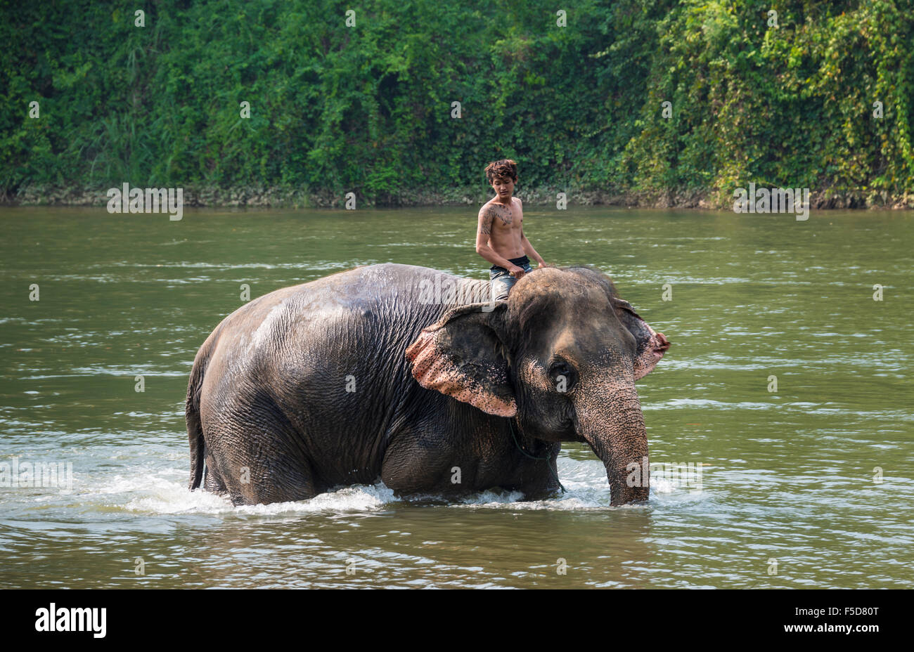 Mahout, local man riding elephant in water, Kanchanaburi Province Stock ...