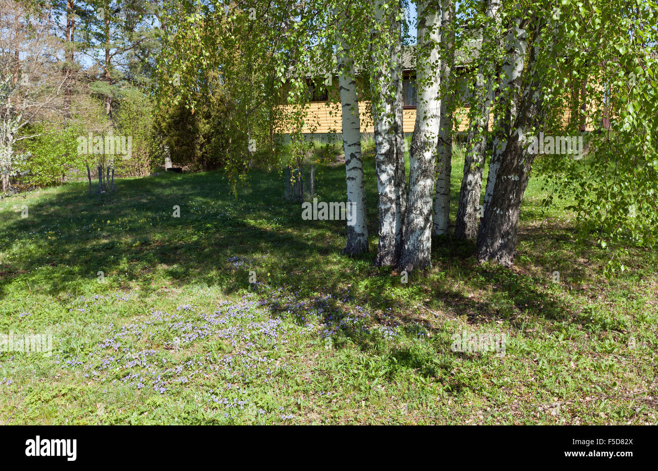 Grove of trees, birches this side a house. Small flowers on the ground ...