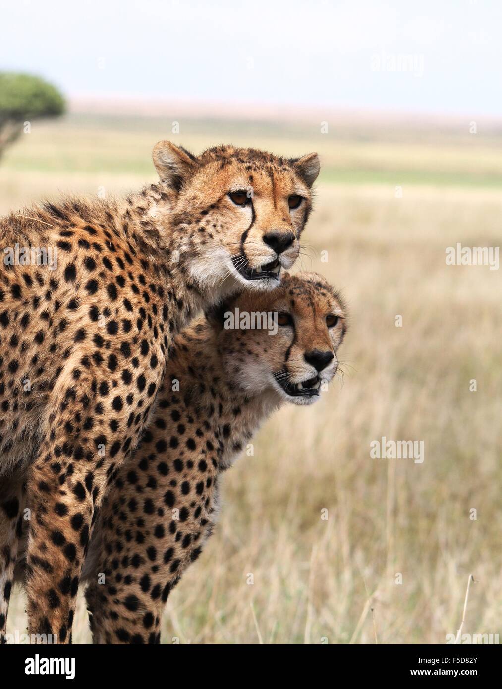Cheetah brother hi-res stock photography and images - Alamy