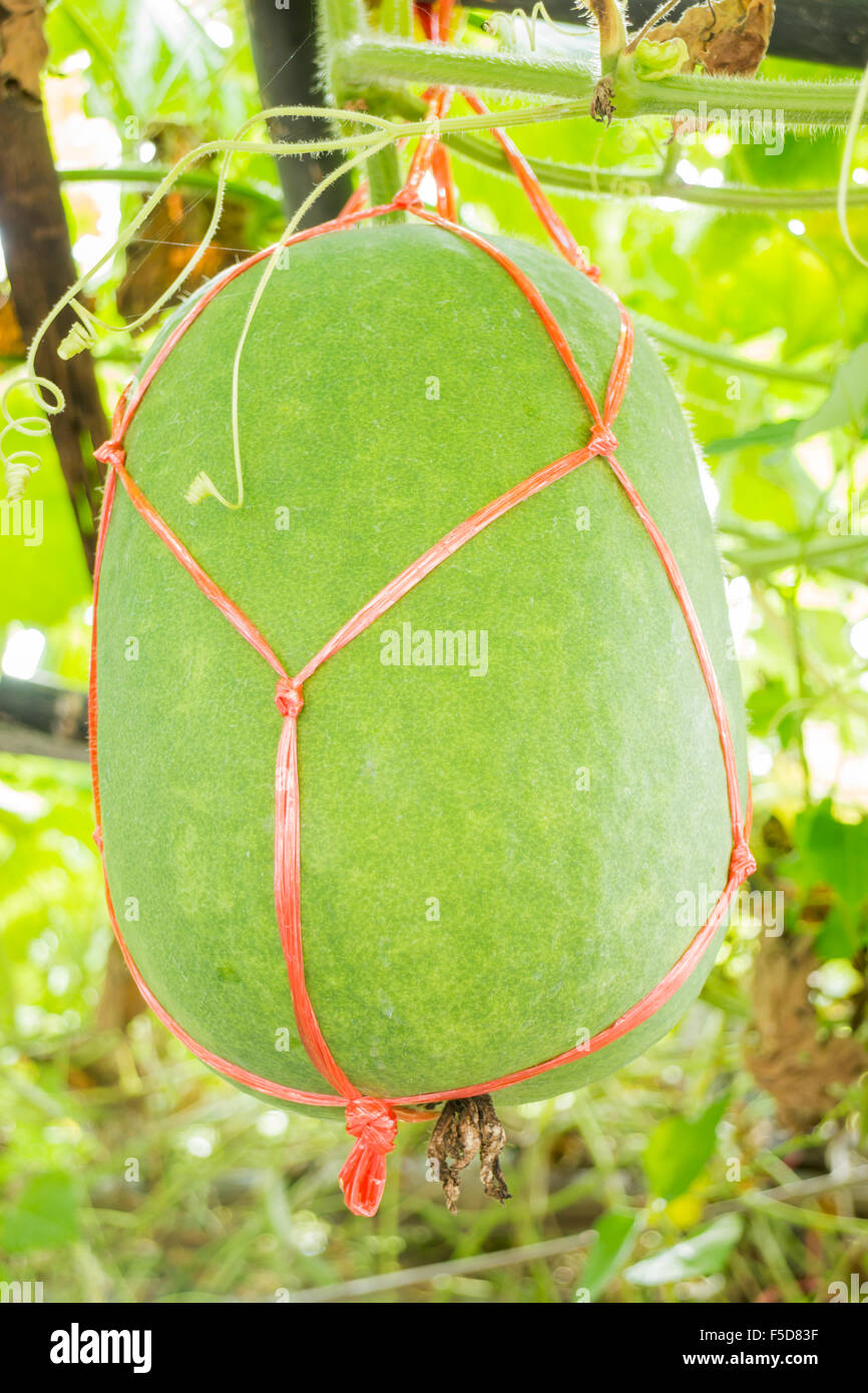 Fresh of green Winter melon on the tree, stock photo Stock Photo - Alamy