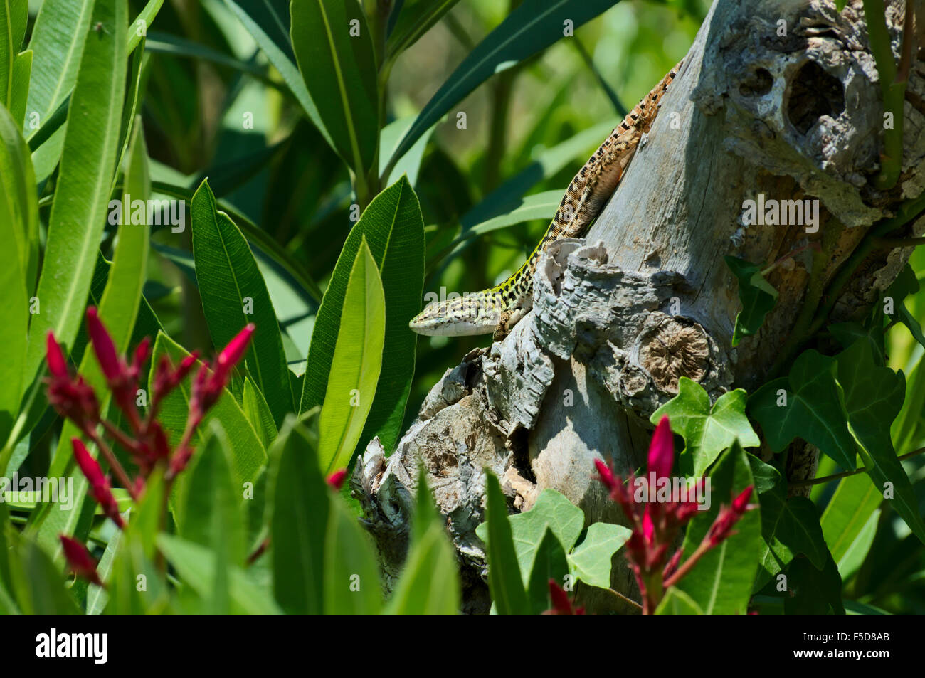 Lizard on the tree Stock Photo - Alamy