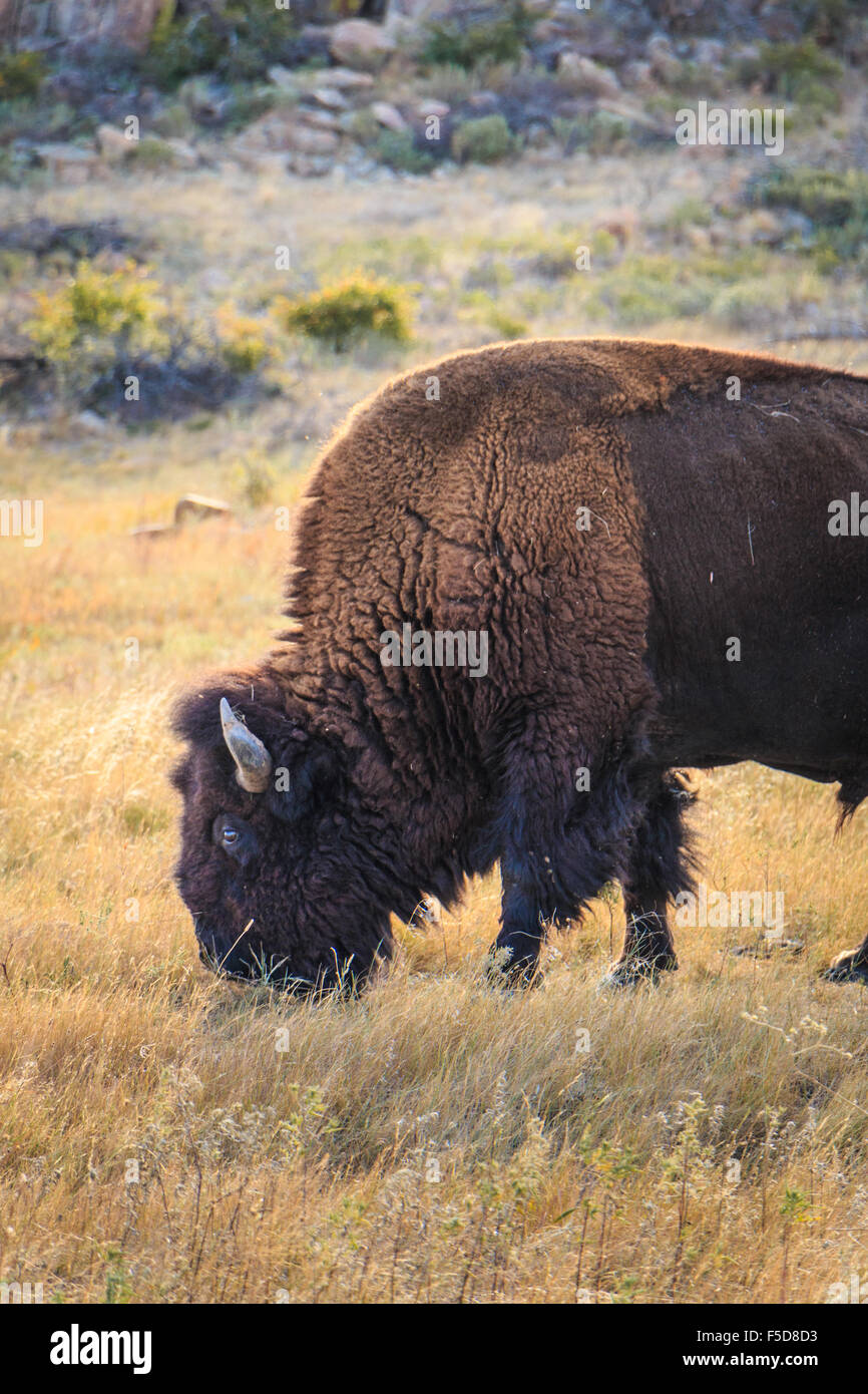 Buffalo grassland hi-res stock photography and images - Alamy