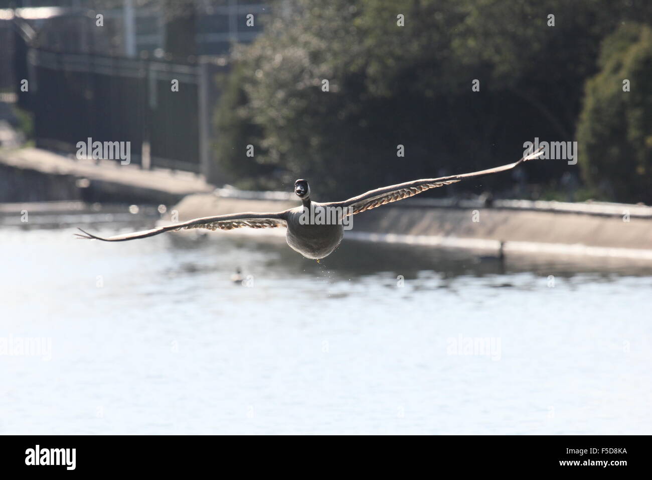 Wet Canada goose flying toward the camera Stock Photo - Alamy