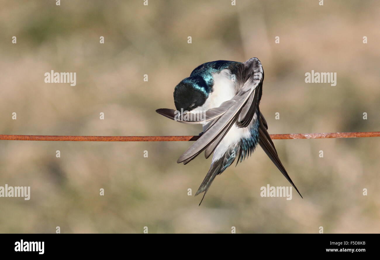 Swallow wing display hi-res stock photography and images - Alamy