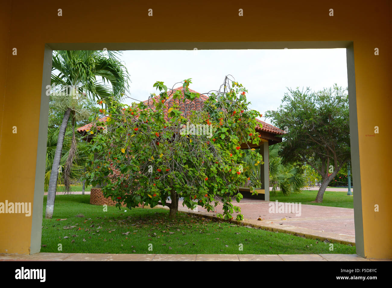 Flower tree at the Rincon Lighthouse vicinity. Rincon, Puerto Rico. USA ...