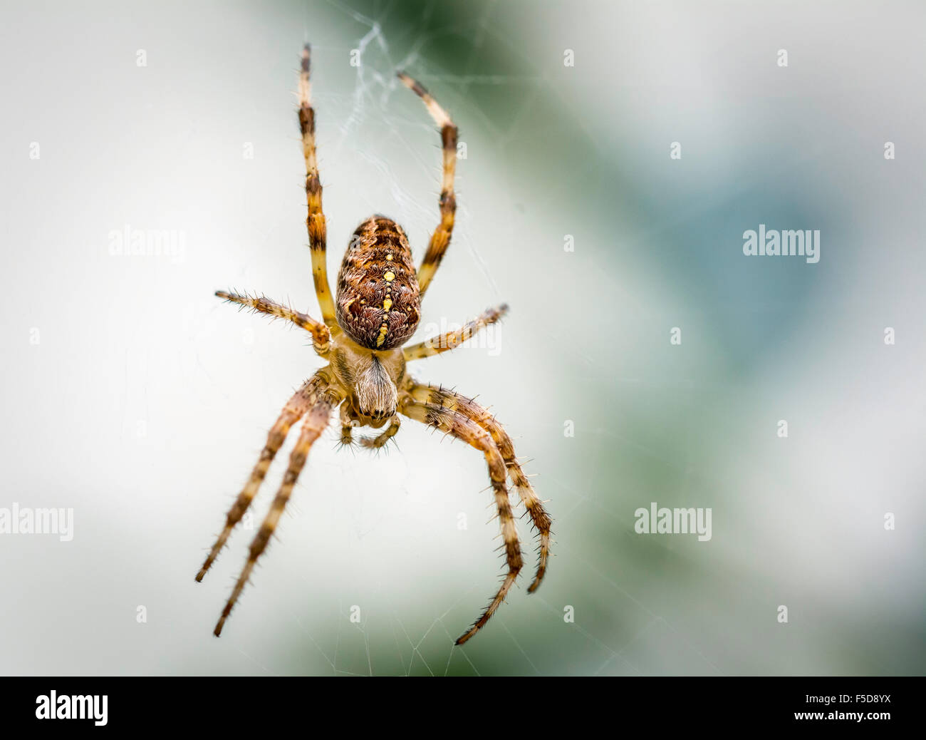 Cross spider in the town of wasserburg hi-res stock photography and ...