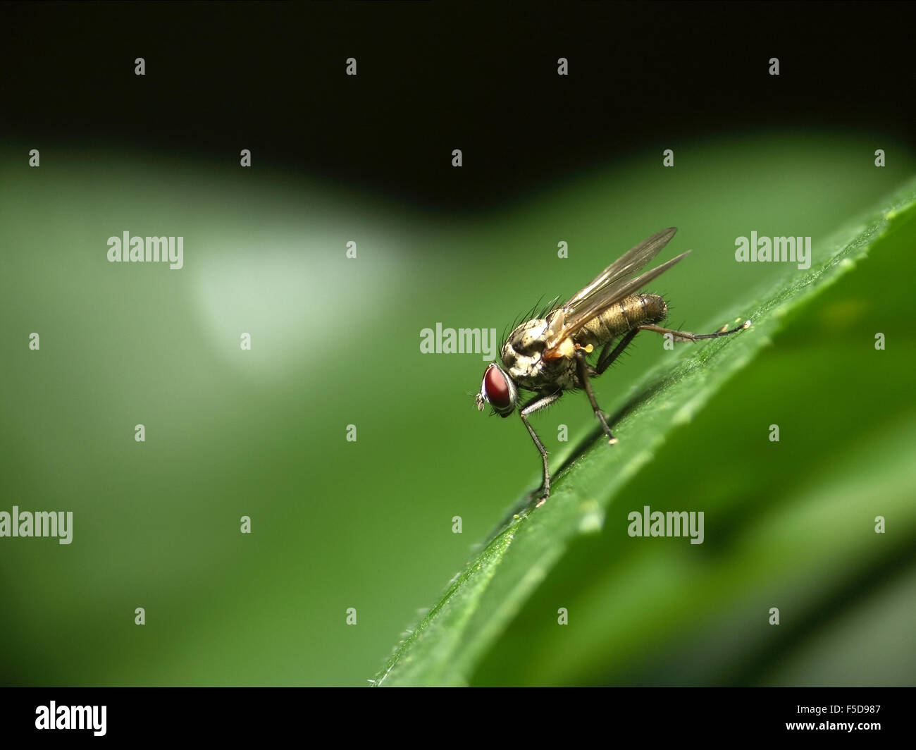 fly ready to take off Stock Photo - Alamy