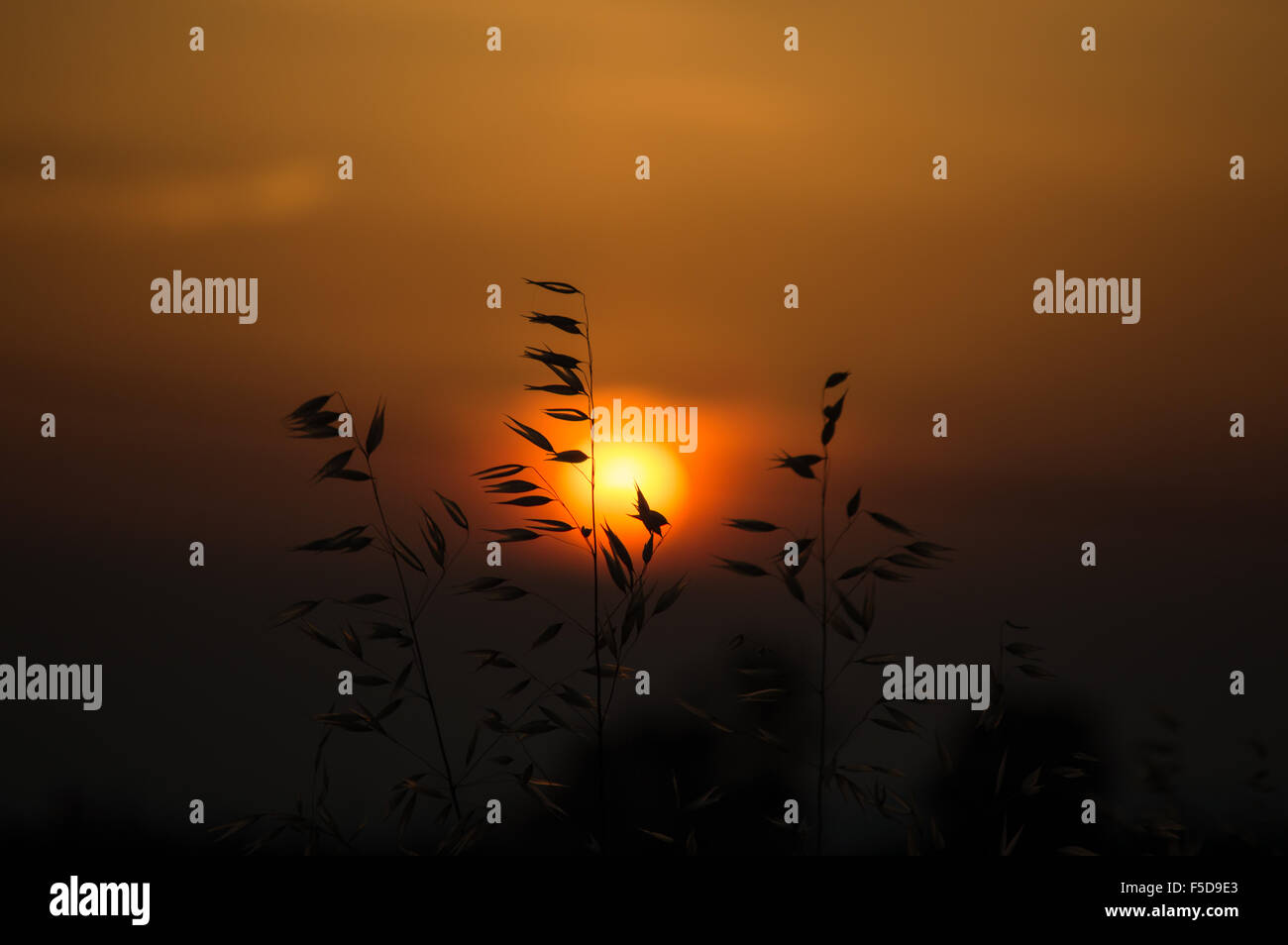 small ears at sunset Stock Photo - Alamy