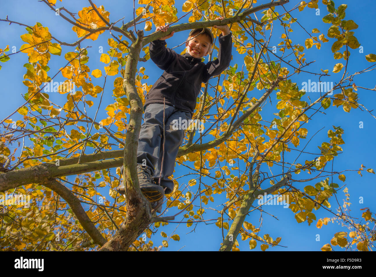 Child Boy on Tree climbing, sunny day, blue sky Stock Photo - Alamy