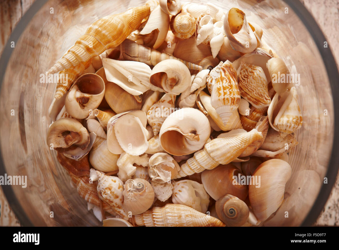 Group of shells hi-res stock photography and images - Alamy