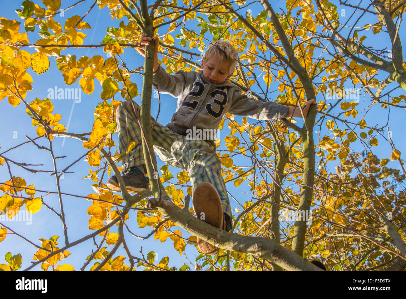 Child Boy on Tree climbing, sunny day, blue sky Stock Photo - Alamy