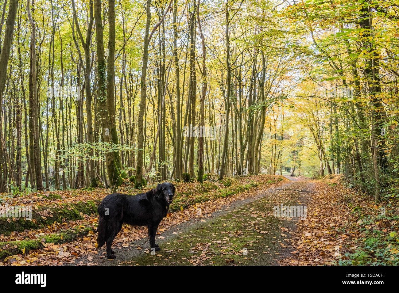 Wadhurst east sussex hi-res stock photography and images - Alamy