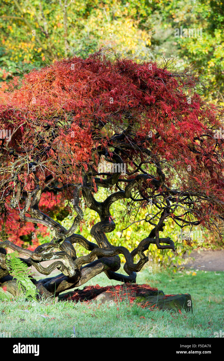 Acer Palmatum Dissectum. Japanese Maple in autumn at RHS Wisley Gardens ...