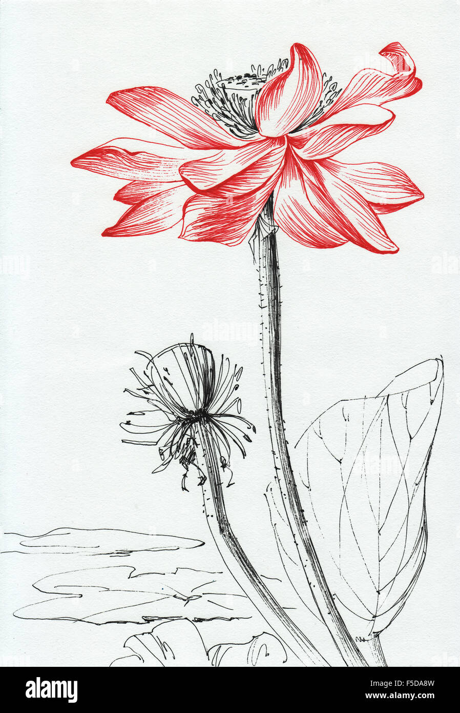 Lotus flower line art ink pen drawing. Original style Stock Photo - Alamy