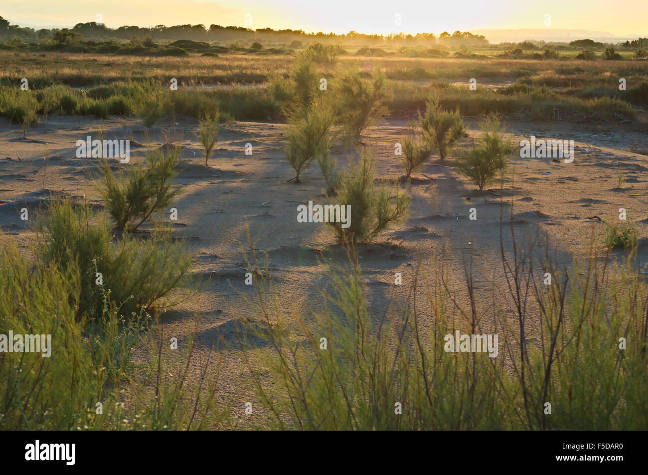 young trees in the sand Stock Photo - Alamy