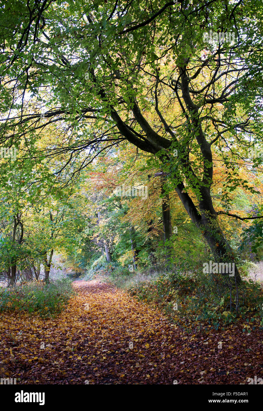 Pathway through Beech trees in an English woodland in autumn Stock ...