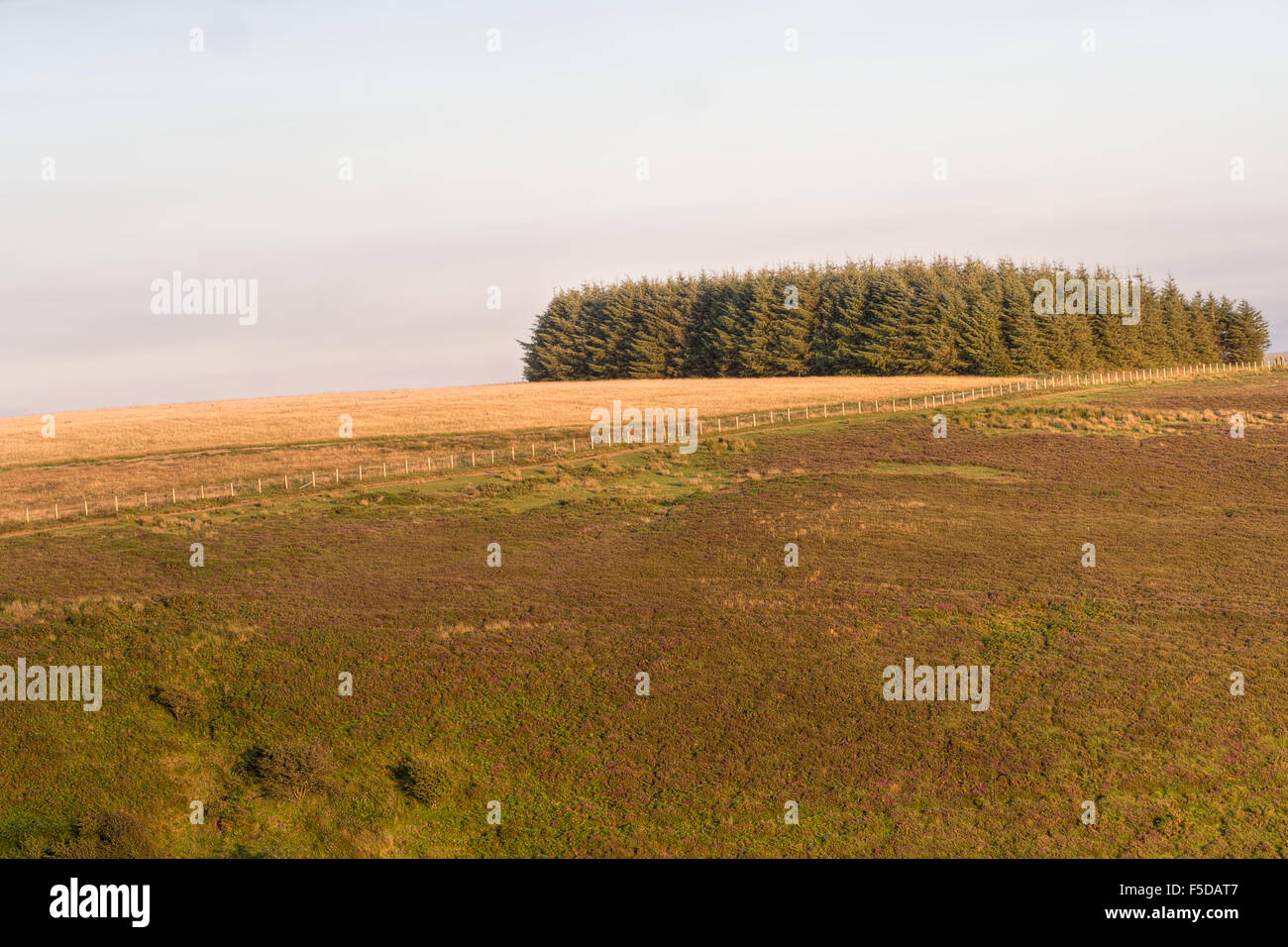 Wide open space, Exmoor, UK. Evening light. With copse Stock Photo - Alamy
