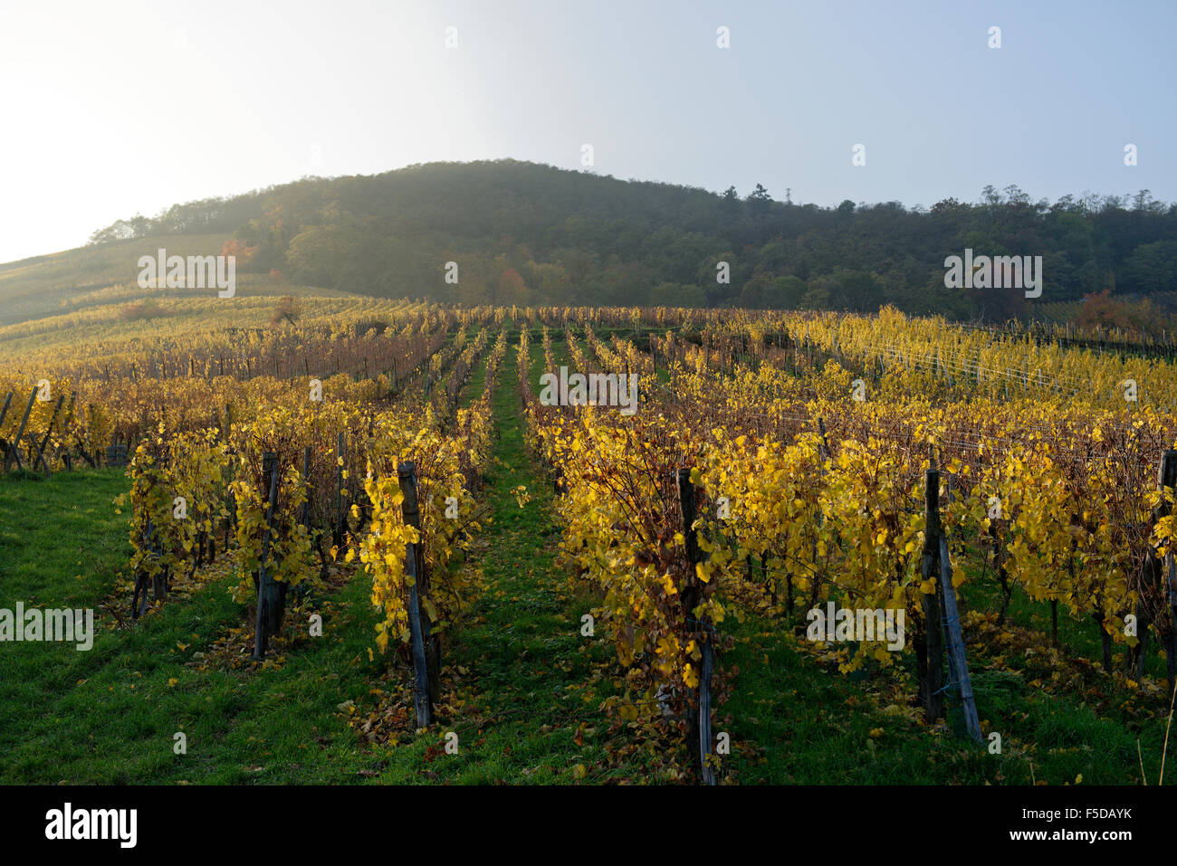 Alsace autumn landscape hi-res stock photography and images - Alamy