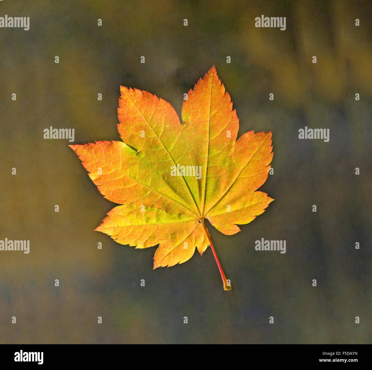 Changing leaf color hi-res stock photography and images - Alamy