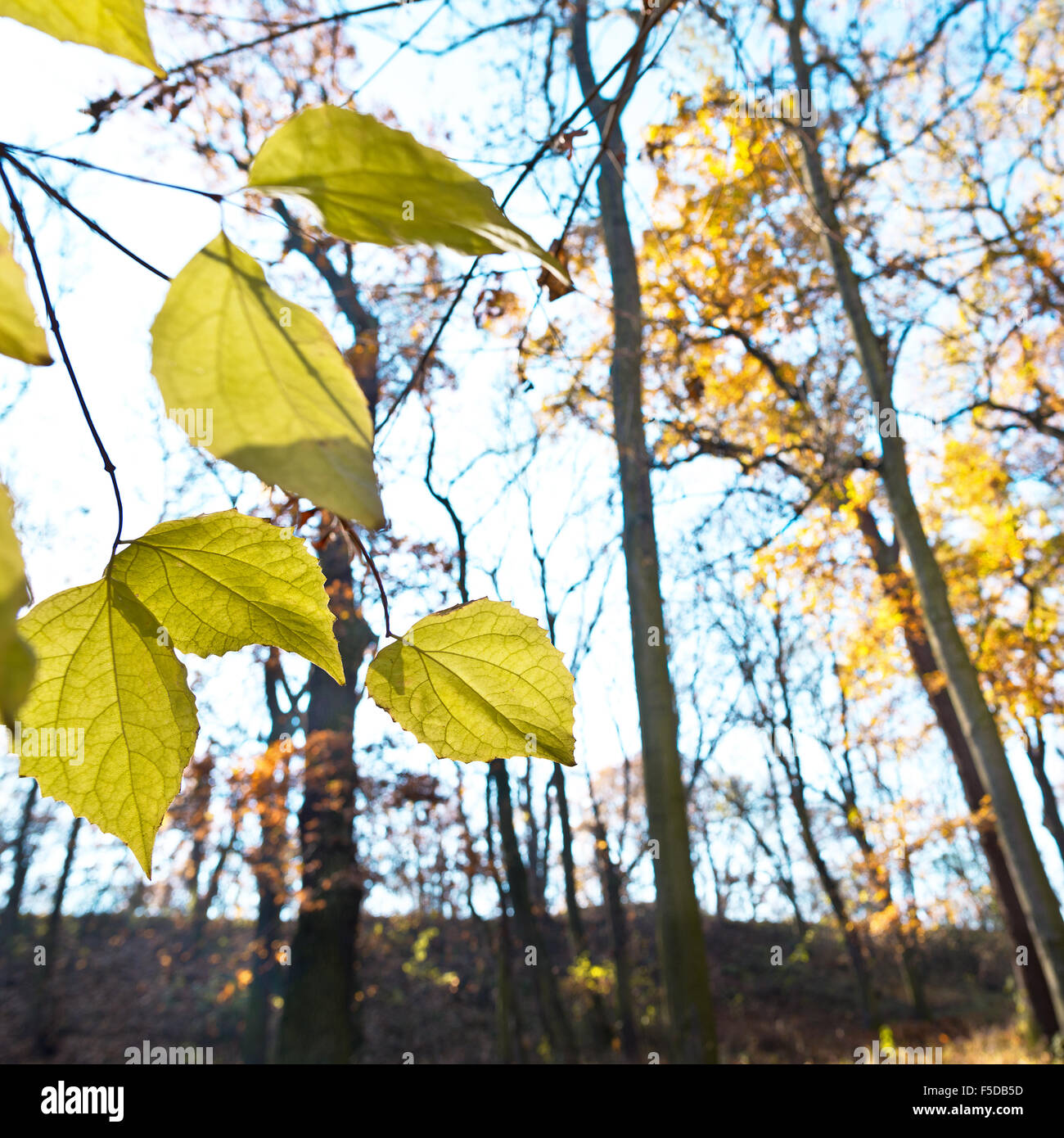 Detail of the season hi-res stock photography and images - Alamy