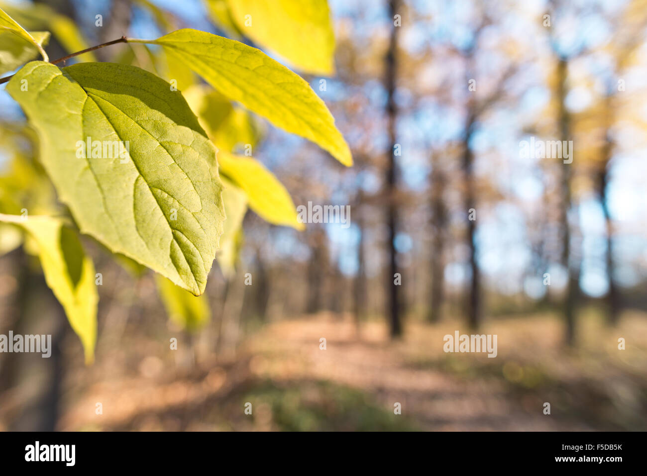 Detail of the season hi-res stock photography and images - Alamy