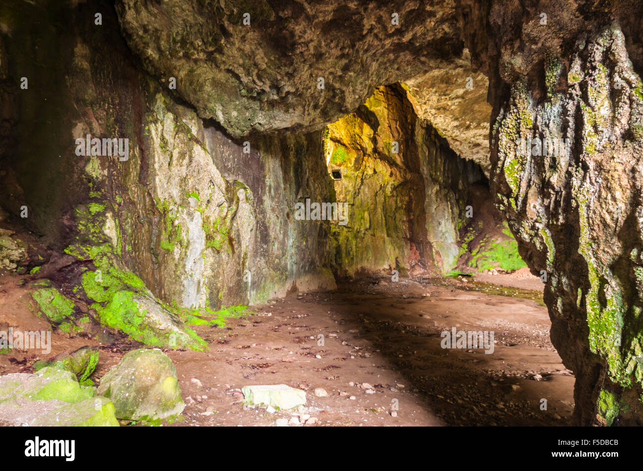 Moss chamber hi-res stock photography and images - Alamy