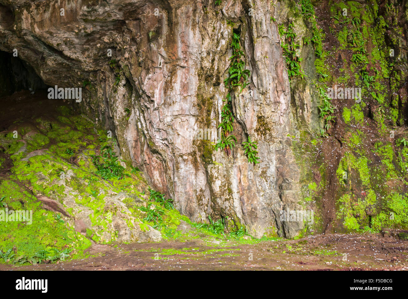 Moss chamber hi-res stock photography and images - Alamy