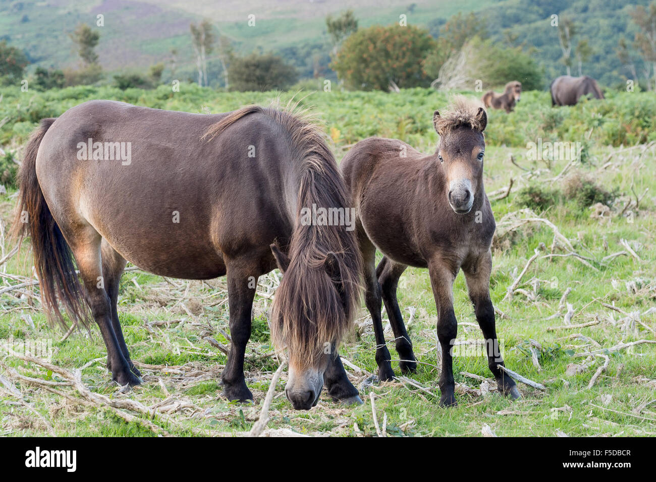 Genuine animals hi-res stock photography and images - Alamy