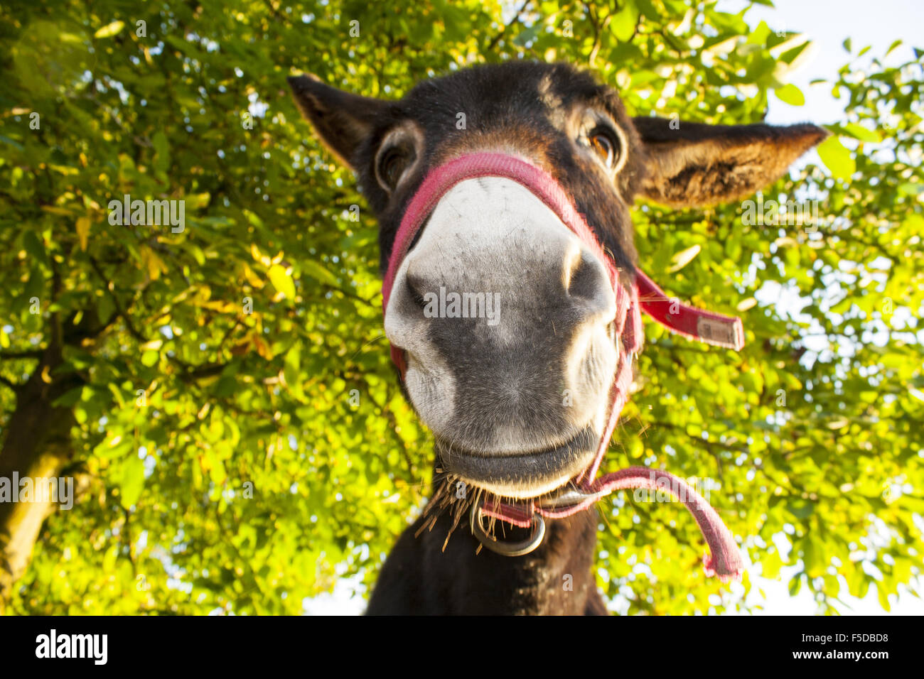 funny donkey stares at the camera Stock Photo - Alamy