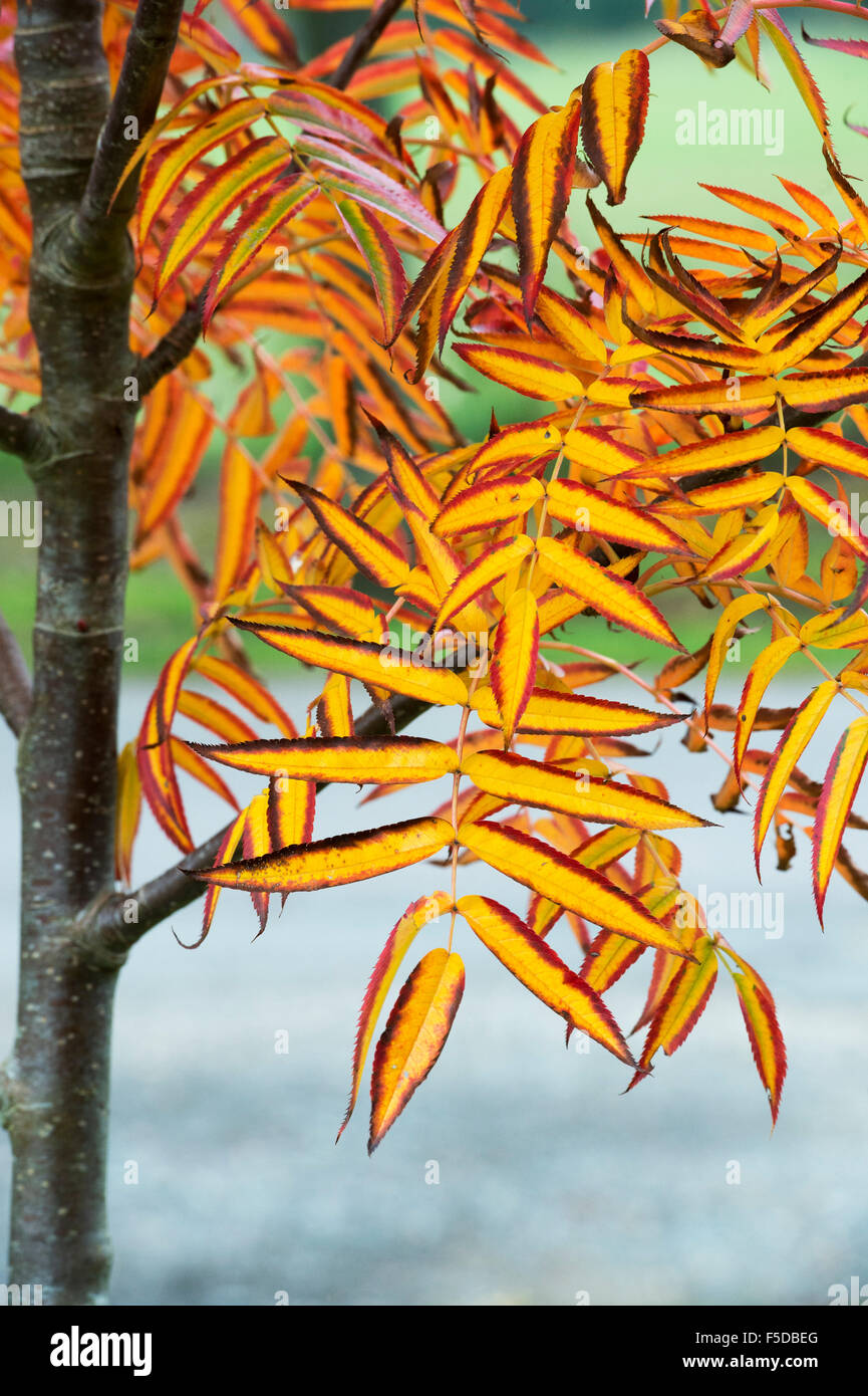 Sorbus Commixta Dodong 'Olympic Flame'. Mountain Ash / Japanese Rowan ...