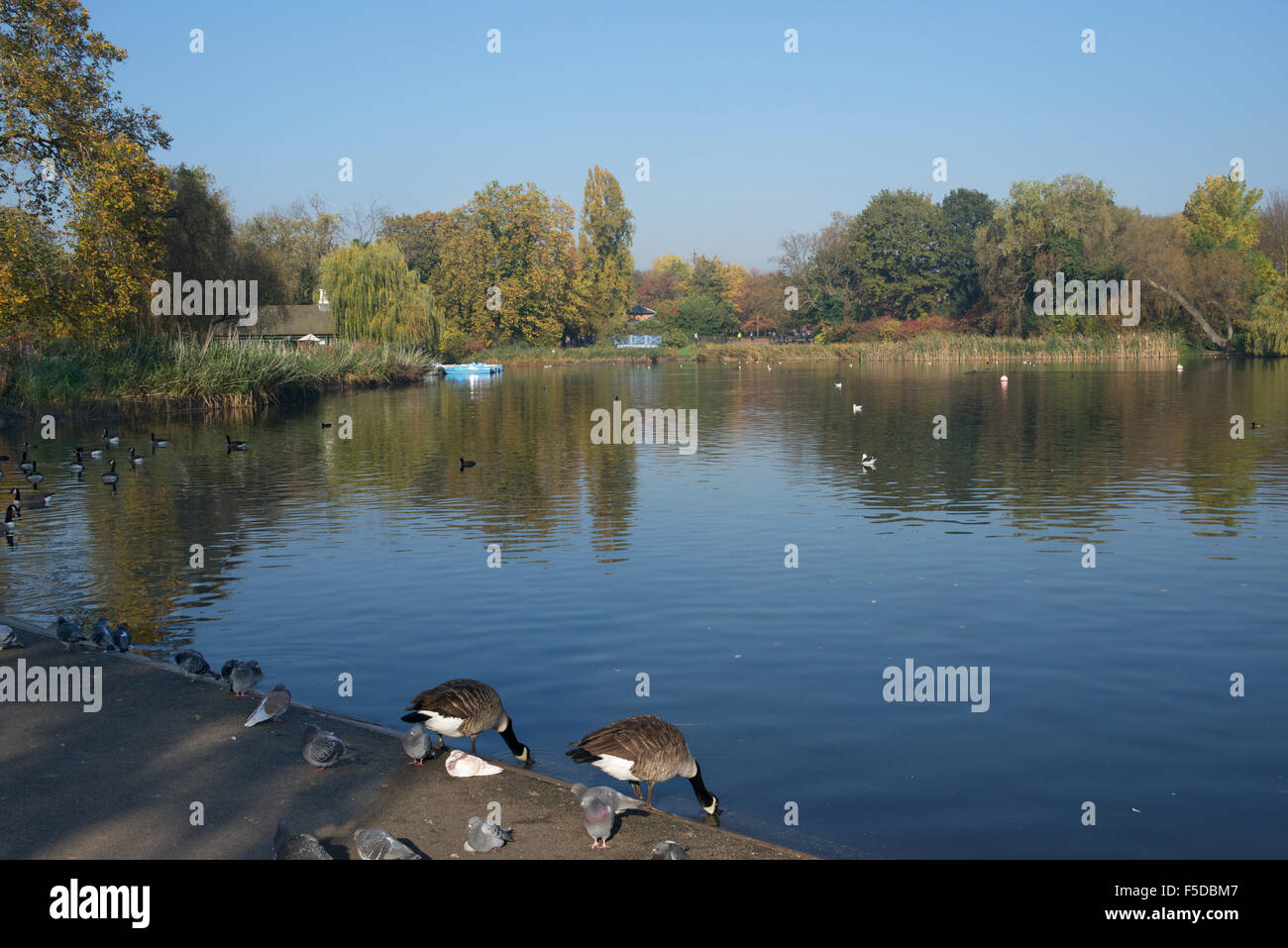 Boating lake hi-res stock photography and images - Alamy