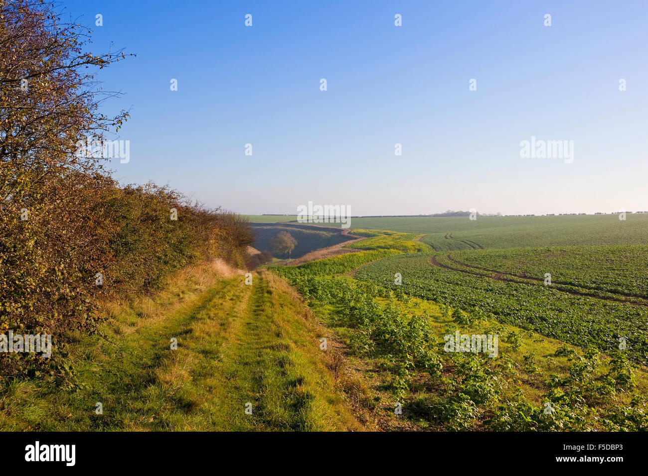 Hawthorn hedgerows and green fields by a grassy footpath at the head of ...