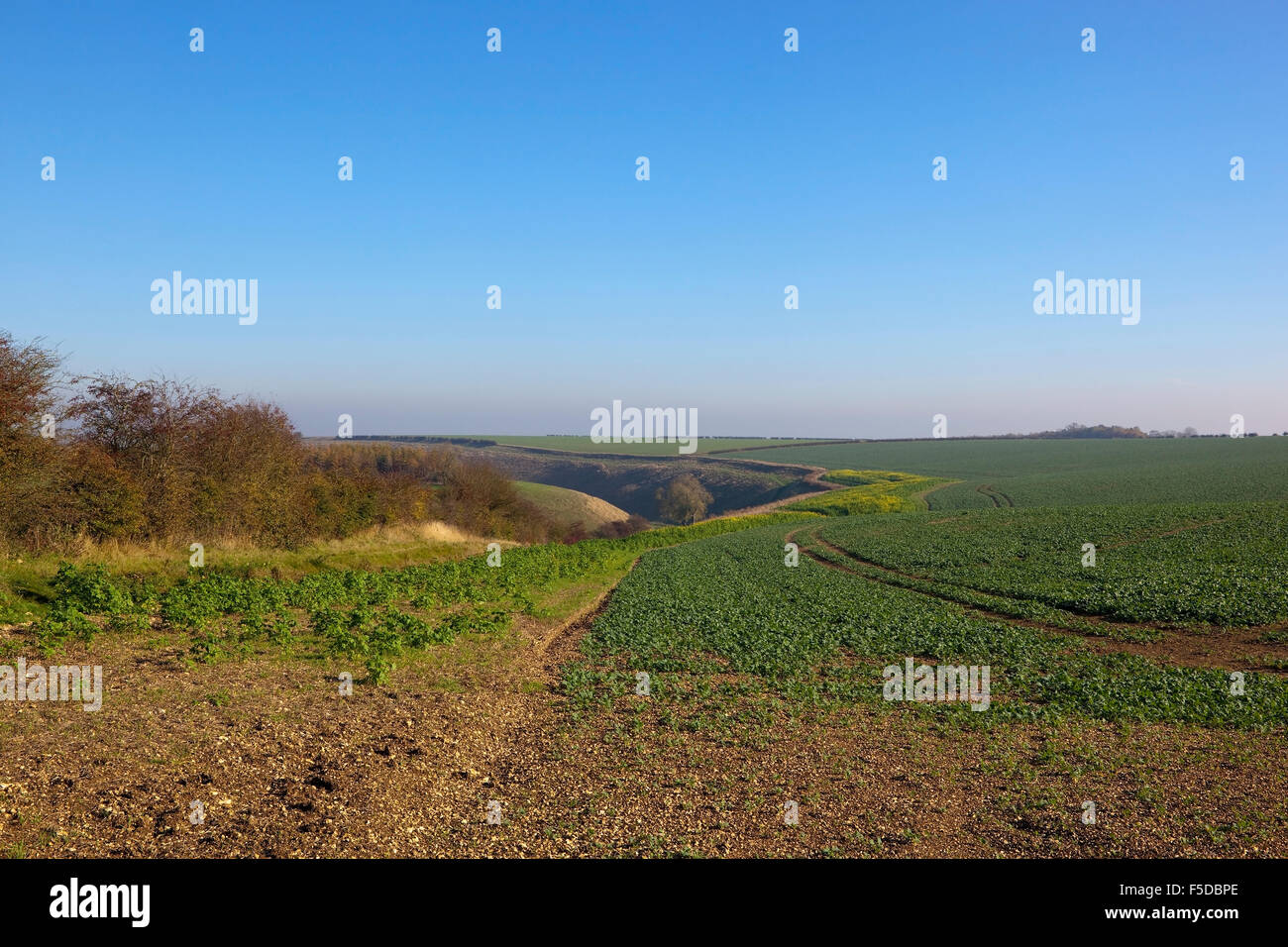 Autumn landscape with Hawthorn hedges, mustard and rapeseed plants at ...
